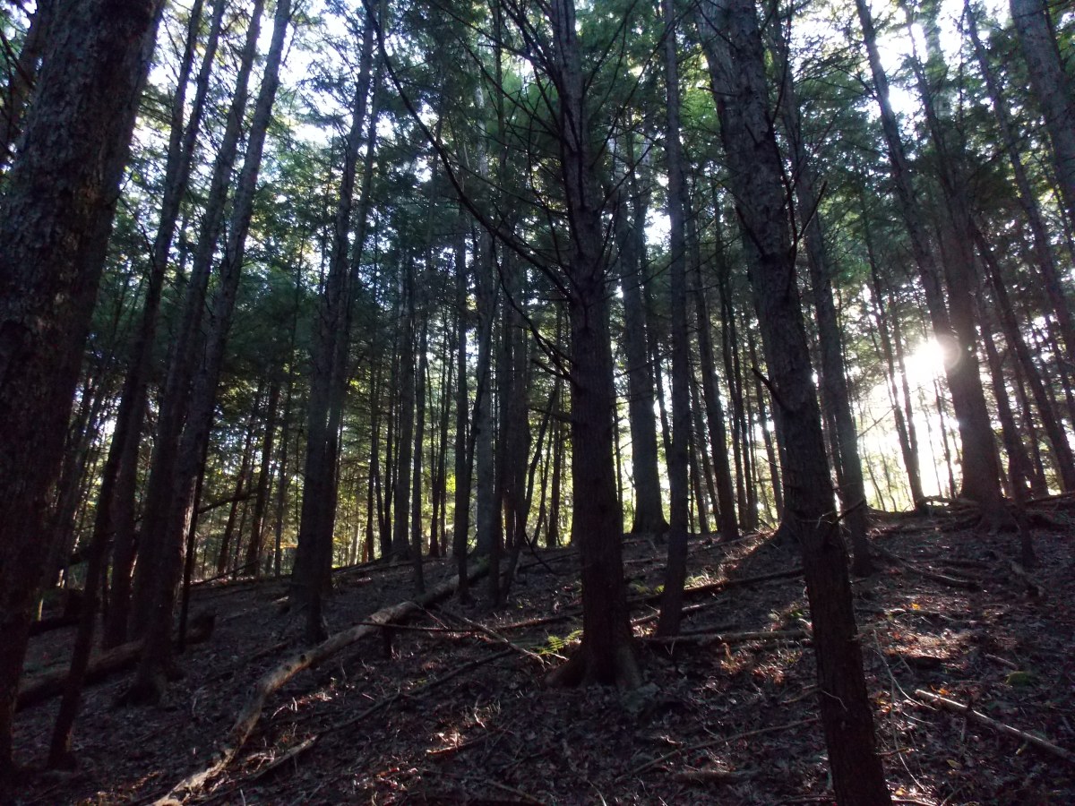 Plague From a Biological Perspective | the dying fish